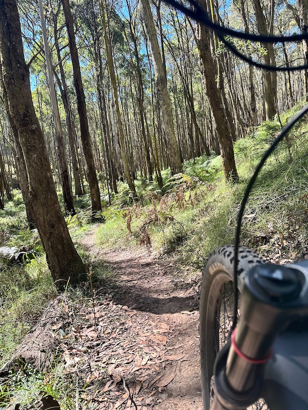 Narnia Mountain Biking Trail - Wombat Forest