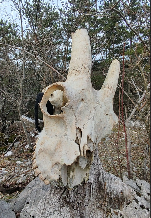 Kwaza access Multi Trail - Ilirska Bistrica | Trailforks