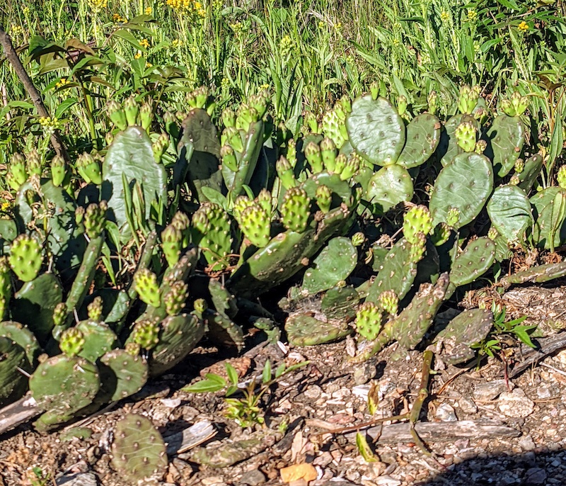 Uwharrie Trail Hiking Trail - Troy, North Carolina