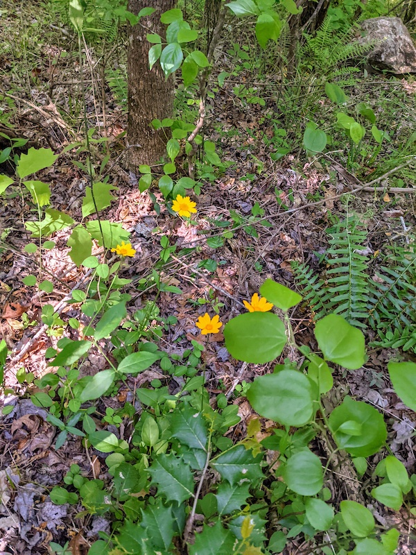 Uwharrie Trail Hiking Trail - Troy, North Carolina