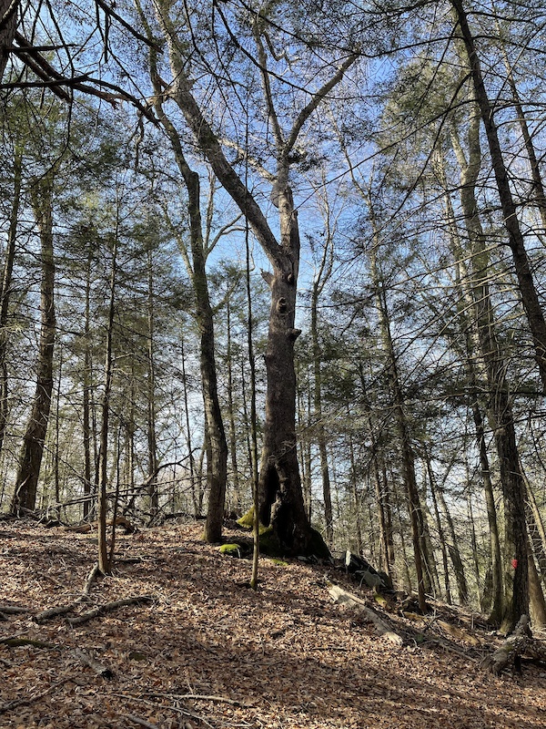 Iron Ore Hill - Red Trail Hiking Trail - Bridgewater