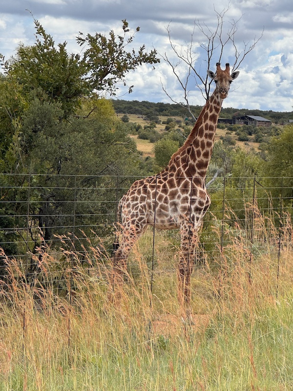 Mabilingwe Nature Reserve Mountain Biking Trails | Trailforks