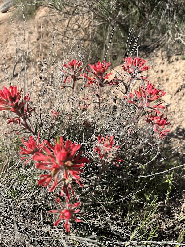 Sheep Bridge Road Mountain Biking Trail - Hurricane, Utah