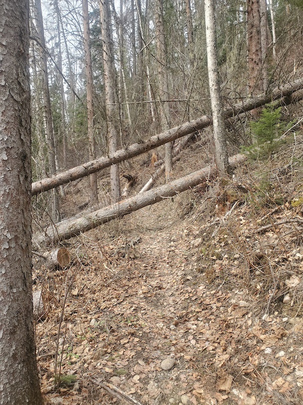 Morfee Lake Trail East Multi Trail - Mackenzie, BC