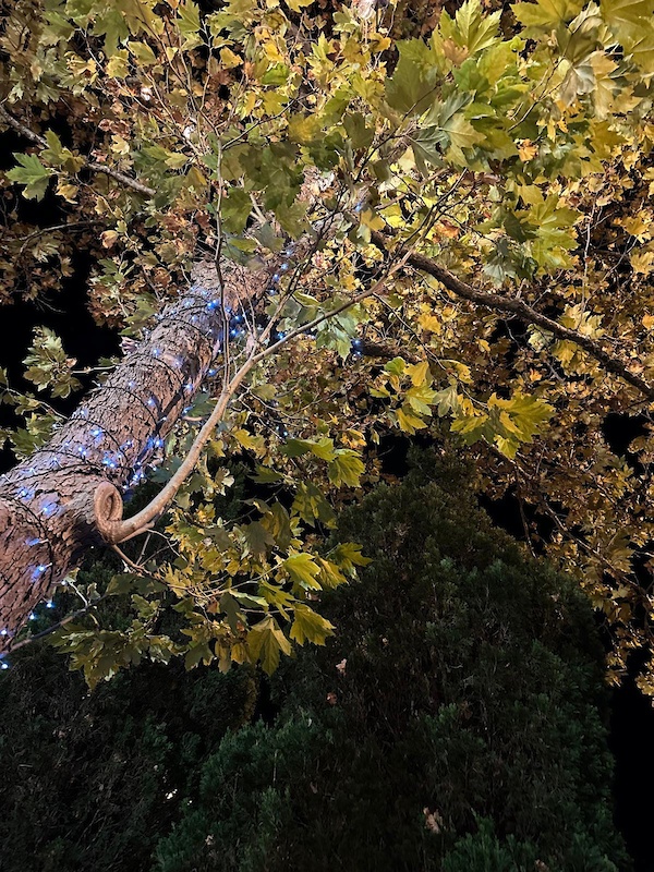Springwood Ridge Mountain Biking Trail - Winmalee NSW