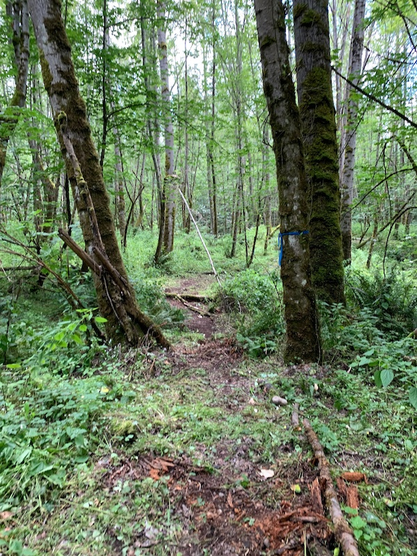 Ridge Race Track Multi Trail - Bonney Lake, Washington