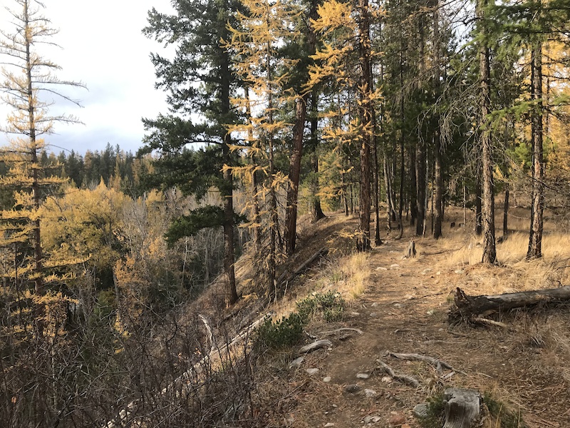 Mark Creek Ridge Trail Multi Trail - Kimberley, BC