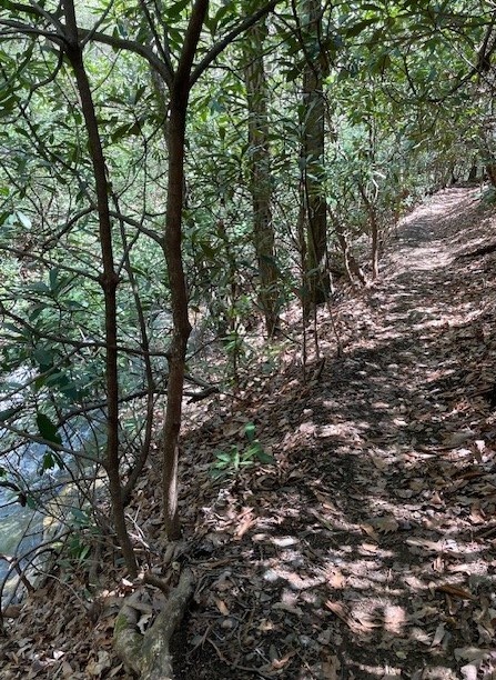 Log Hollow Falls Trail Hiking Trail - Brevard, NC