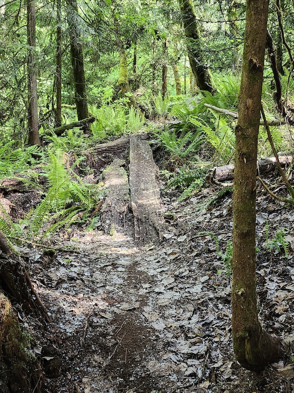 Heavy Nettle Mountain Biking Trail - Bonney Lake, WA