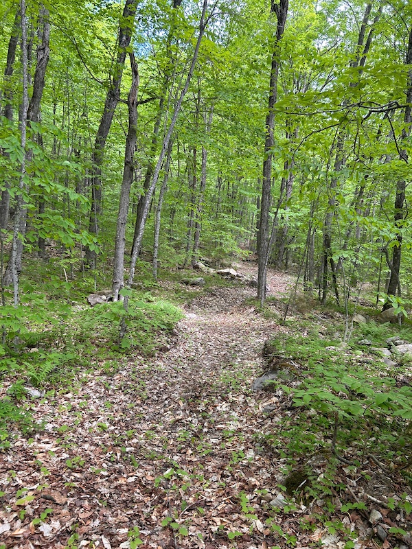 Bootlegger Mountain Biking Trail - Greenville, Maine
