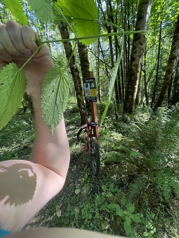 Heavy Nettle Mountain Biking Trail - Bonney Lake, WA