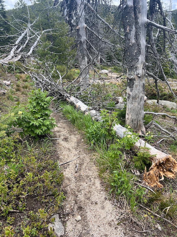 Jun 30, 2024 Seven Summits Trail Report | Trailforks