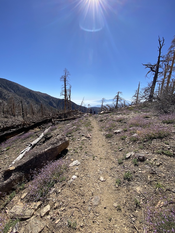 Forsee Creek Trail Hiking Trail - Forest falls, CA