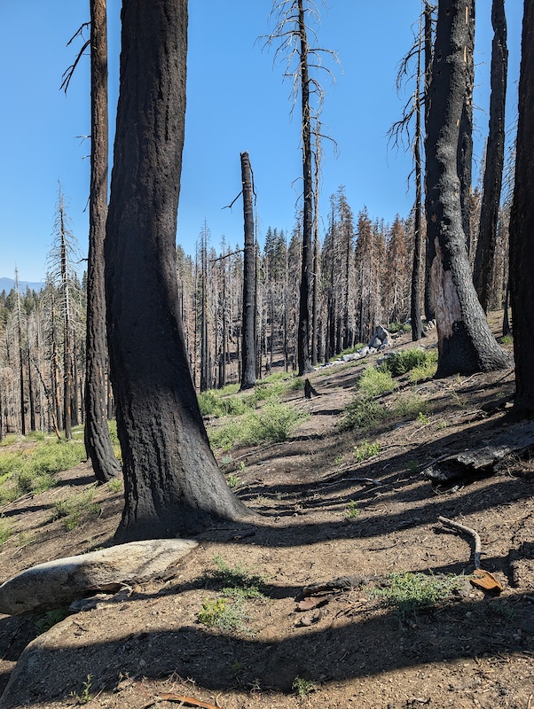 Summit Trail (Mule Meadow to Windy Gap) Multi Trail - Kernville