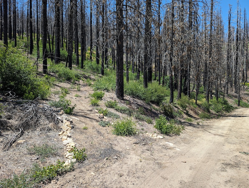 Summit Trail (Mule Meadow to Windy Gap) Multi Trail - Kernville