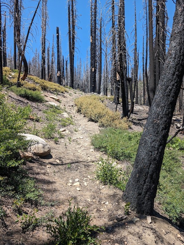 Summit Trail (Mule Meadow to Windy Gap) Multi Trail - Kernville