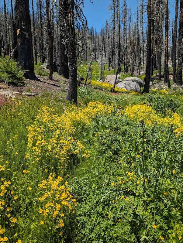 Summit Trail (Mule Meadow to Windy Gap) Multi Trail - Kernville