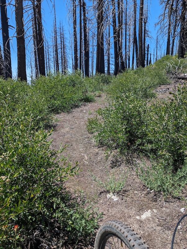 Summit Trail (Mule Meadow to Windy Gap) Multi Trail - Kernville