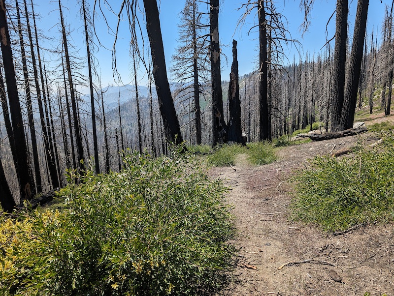 Summit Trail (Mule Meadow to Windy Gap) Multi Trail - Kernville