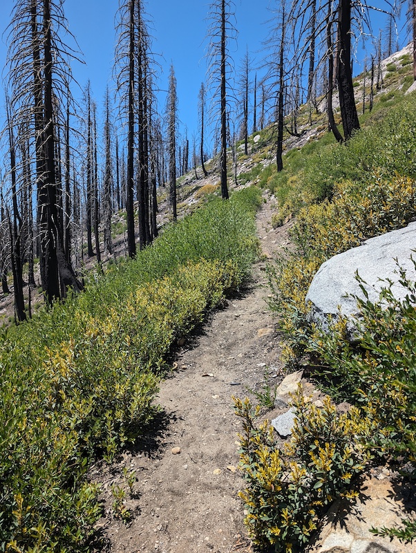 Summit Trail (Mule Meadow to Windy Gap) Multi Trail - Kernville