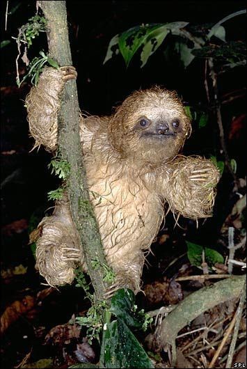 Creepy Sloth at I Don't Know!!! in Christ Church, Barbados - photo by ...