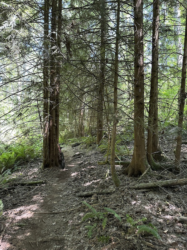 Heavy Nettle Mountain Biking Trail - Bonney Lake, WA