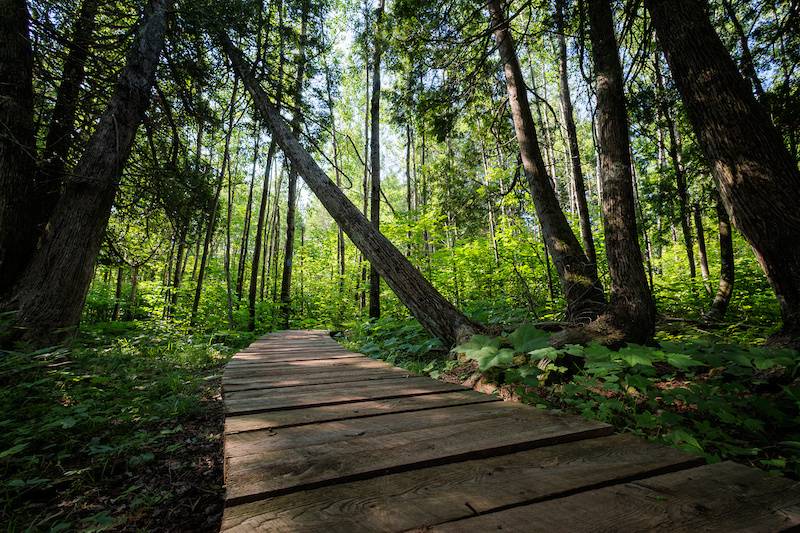 Superior Hiking Trail - Gooseberry Reroute Multi Trail - Two Harbors
