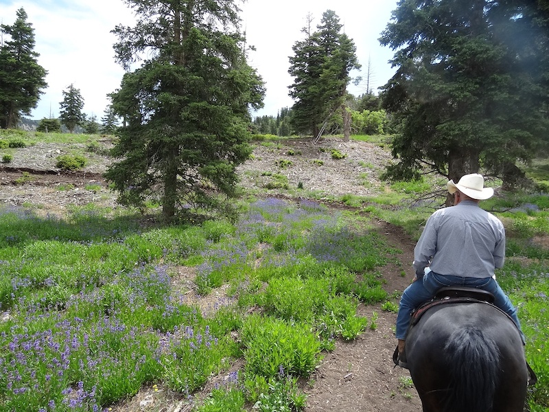 Templar Trail Mountain Biking Trail - Ephraim, UT