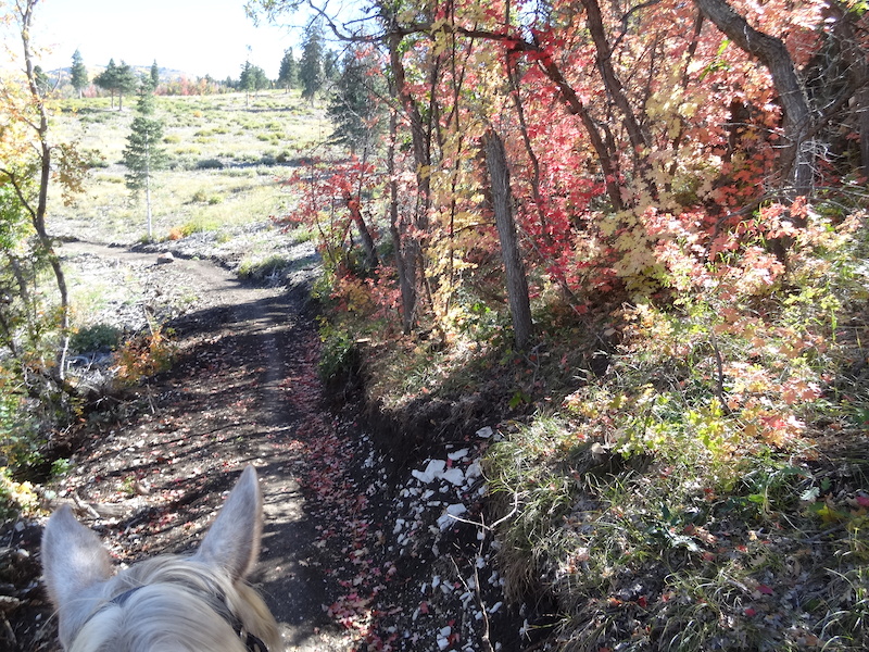 Templar Trail Mountain Biking Trail - Ephraim, UT