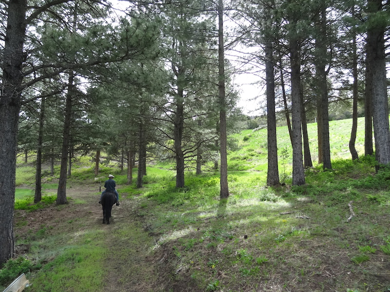 Templar Trail Mountain Biking Trail - Ephraim, UT