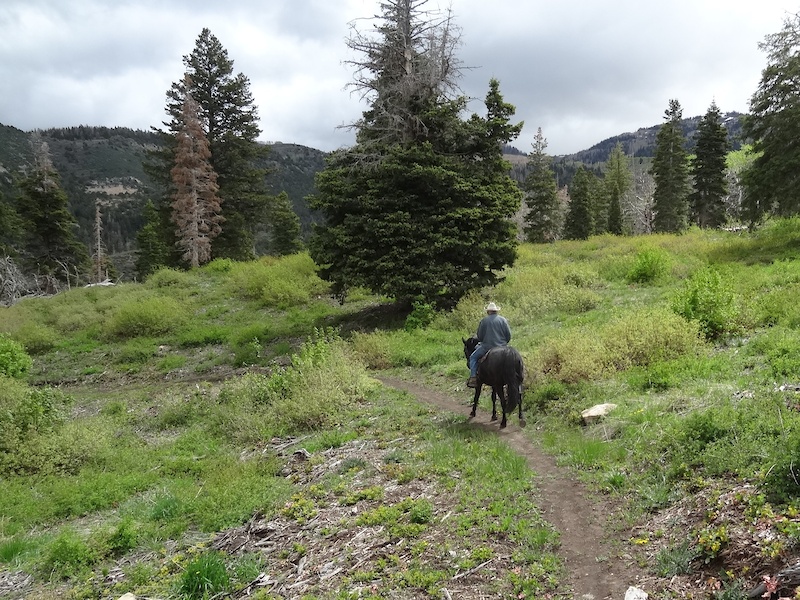 Templar Trail Mountain Biking Trail - Ephraim, UT