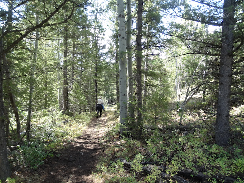 Chambers Bay Trail Mountain Biking Trail - Pinedale