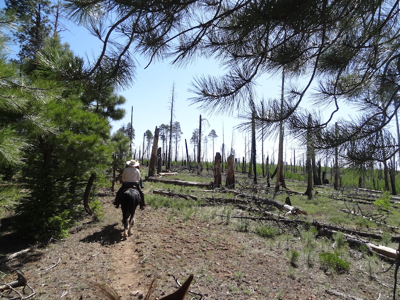Ken Patrick Trail Hiking Trail - North Rim, AZ