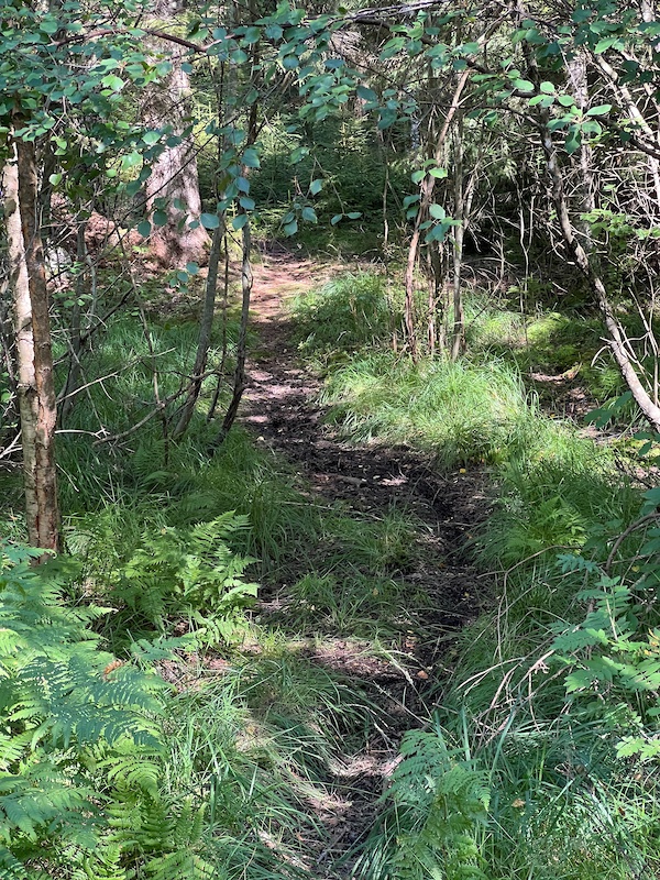 Svamp Och Bär Mountain Biking Trail - | Trailforks