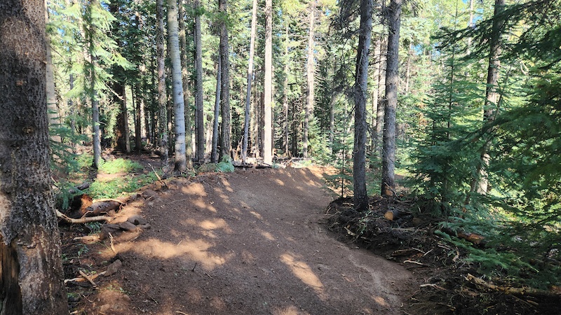 Cartoon Forest Mountain Biking Trail - Greer, Arizona