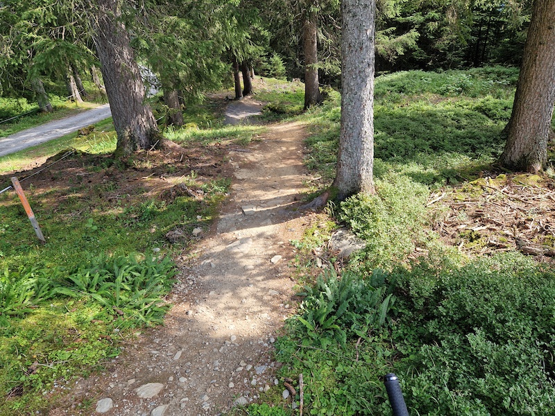 Kilka Wald Trail Mountain Biking Trail - | Trailforks