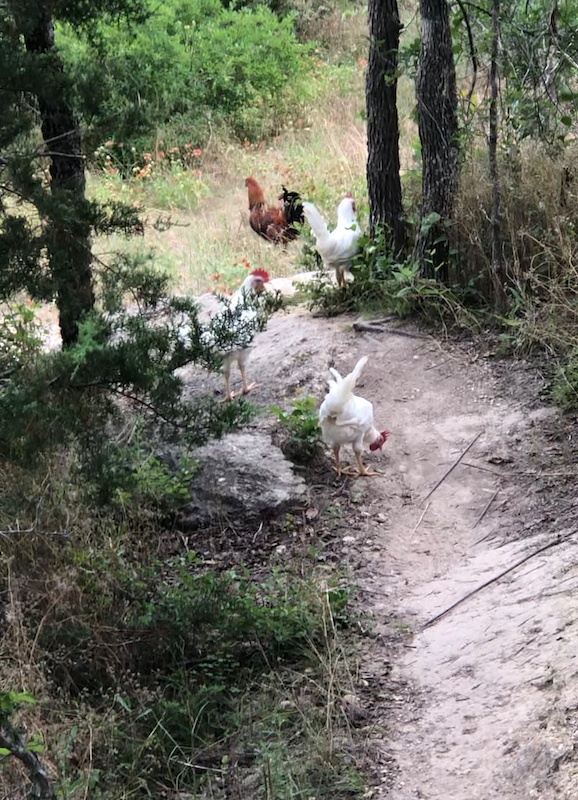 Parks of Aledo Lakes Multi Trail - Aledo, Texas