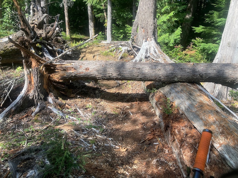 Sep 04, 2024 Twa Dogs Trail Report | Trailforks