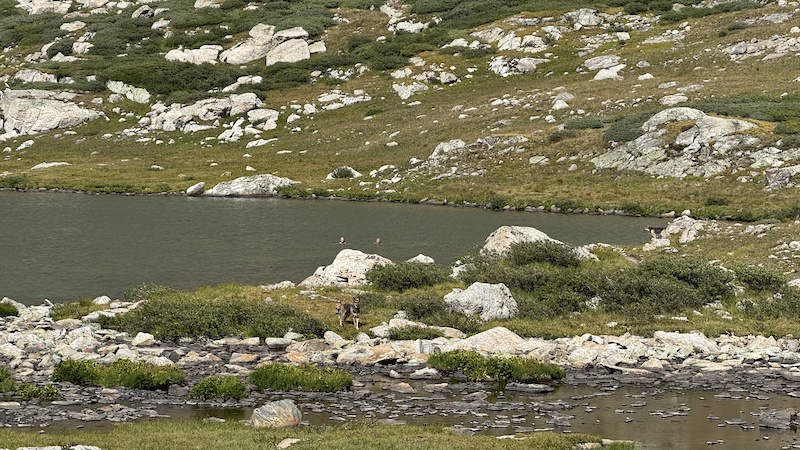 Wheeler Lake Trail Hiking Trail - Fairplay, CO