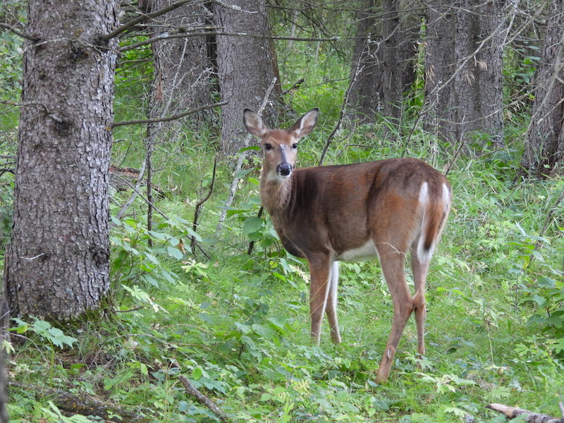 Onanole Trail - Onanole to Riding Mountain National Park Multi Trail ...