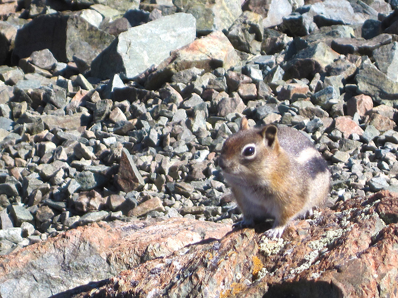 Wheeler Peak Summit Trail Hiking Trail - Taos Ski Valley