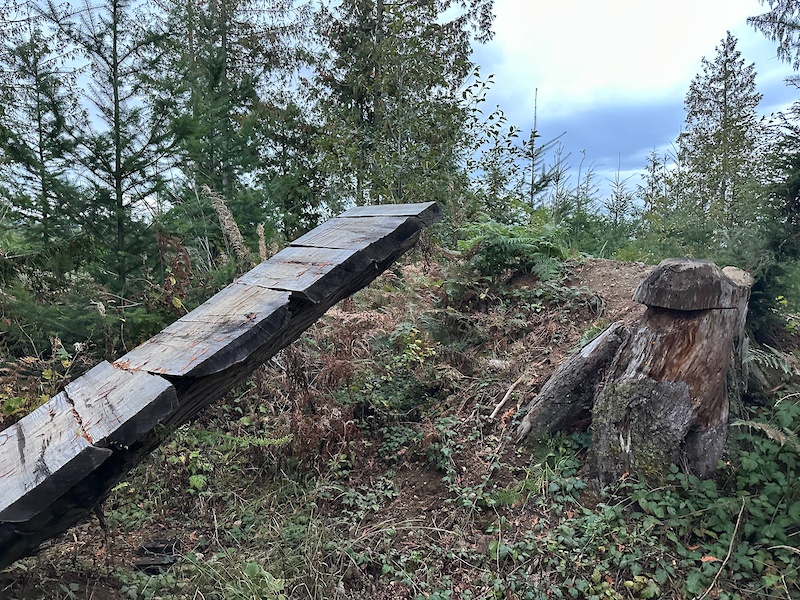 Cedar Dust Black Drop Line Mountain Biking Trail - Bellingham
