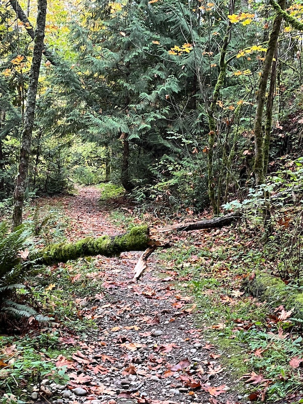 Coal Mine Loop Trail - East Climb Mountain Biking Trail - Issaquah