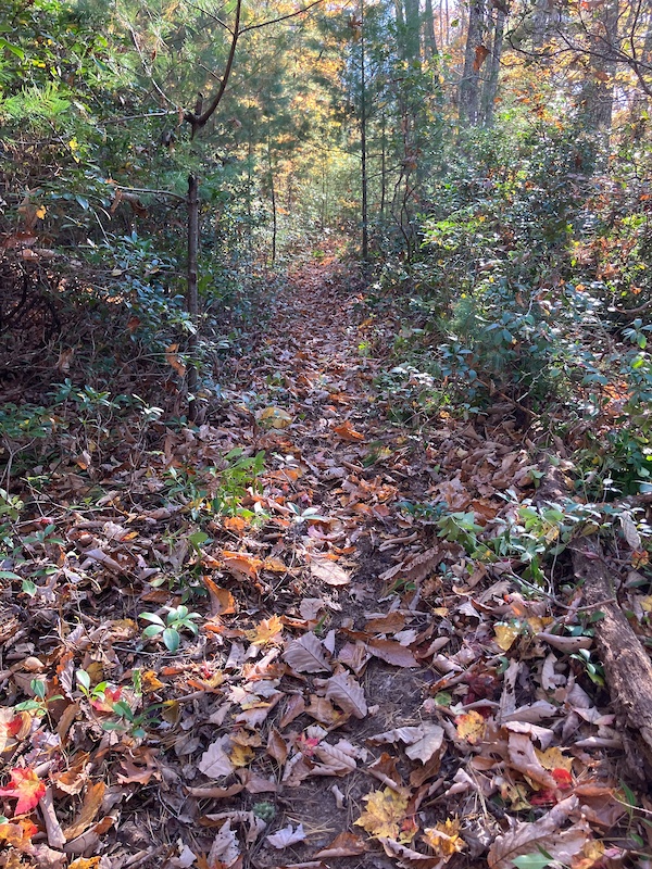 Peters Mountain Trail Multi Trail - Sweet Springs, WV