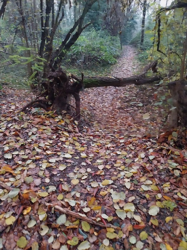 Dog basso Multi Trail - Monte di Brianza, Dolzago