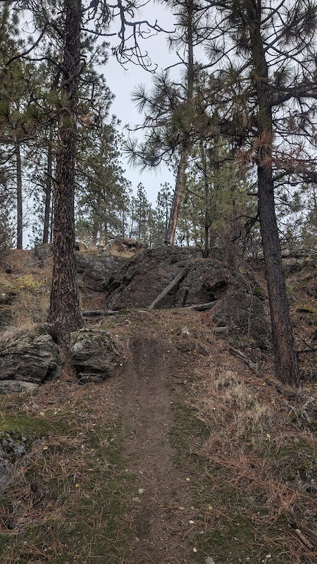 Bee Line Mountain Biking Trail - Spokane, Washington