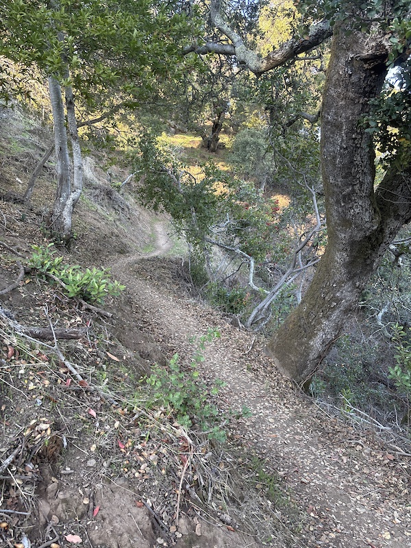 Harold Drake Trail Hiking Trail - San Carlos, CA