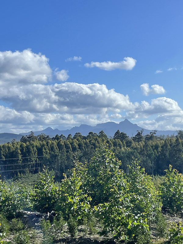 Mueller Track Multi Trail - Maydena | Trailforks