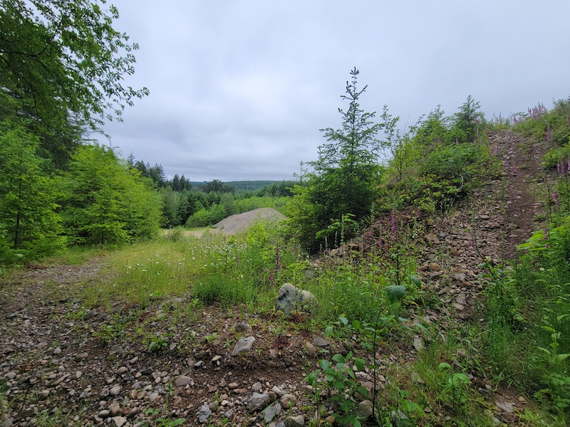 Youngs River Truck Trail Multi Trail - Duvall, Washington