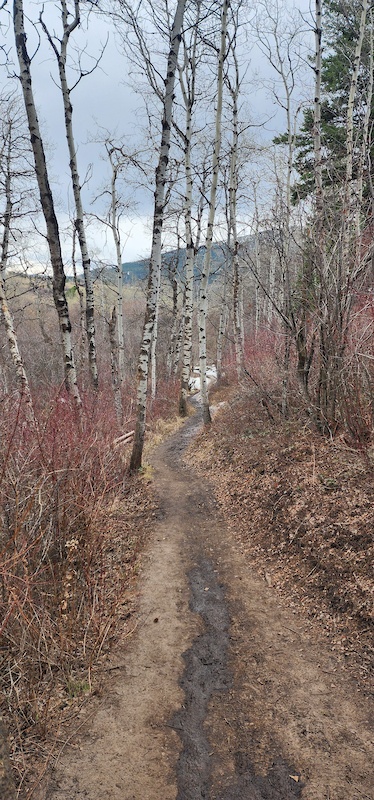 Apr 16, 2025 Triple Tree Loop Trail Report | Trailforks